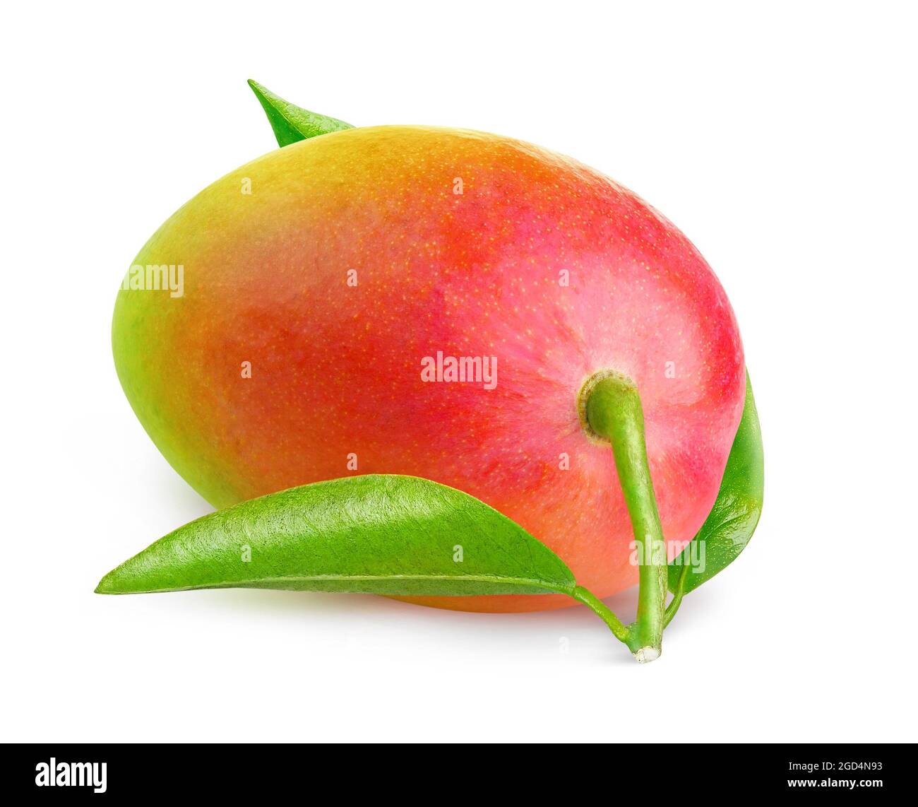 Tropical fruit. One red mango isolated on white background Stock Photo ...