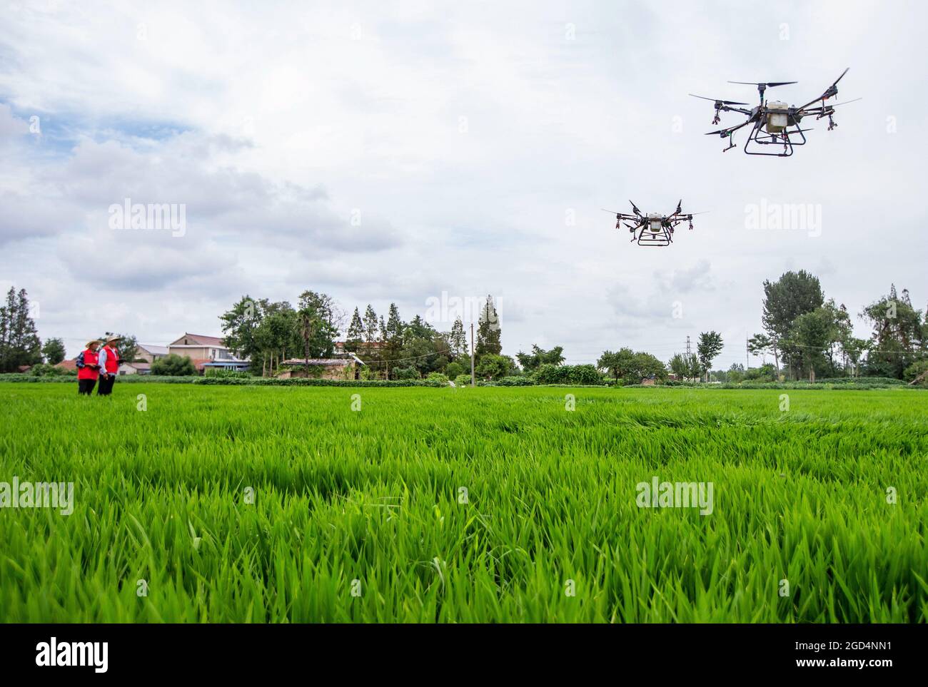 HAI'AN, CHINA - AUGUST 11, 2021 - Farmers fly a plant protection drone ...