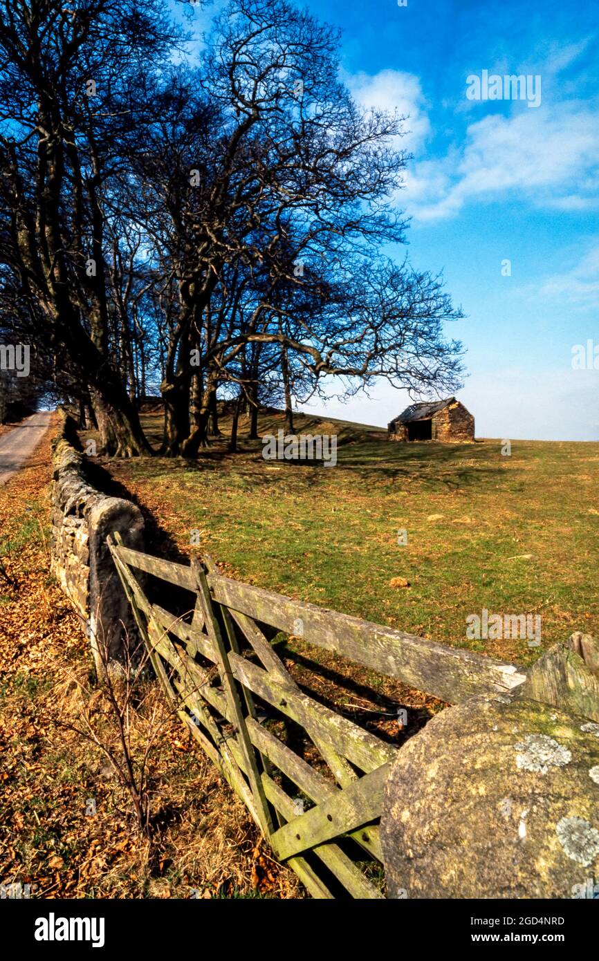 Rustic gate, drystone wall and field, rural Yorkshire landscape ...