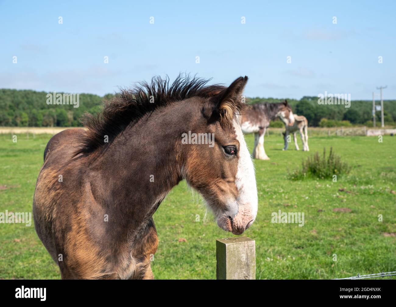 Black Baby Clydesdale