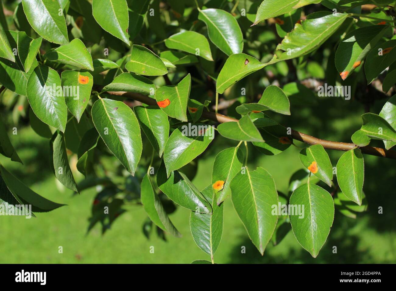 Rust on pear plant hi-res stock photography and images - Alamy