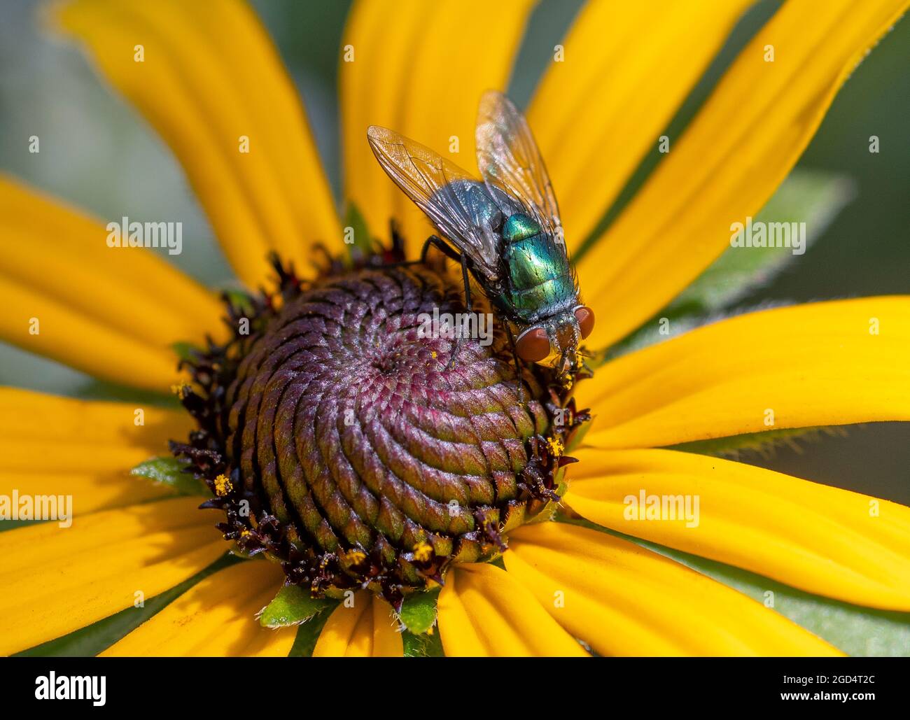 Wimbledon, London, UK. 11 August 2021. A Common Green Bottle Fly ...