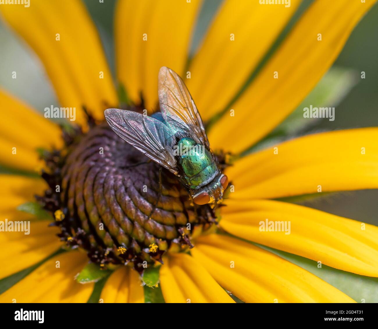 Wimbledon, London, UK. 11 August 2021. A Common Green Bottle Fly ...