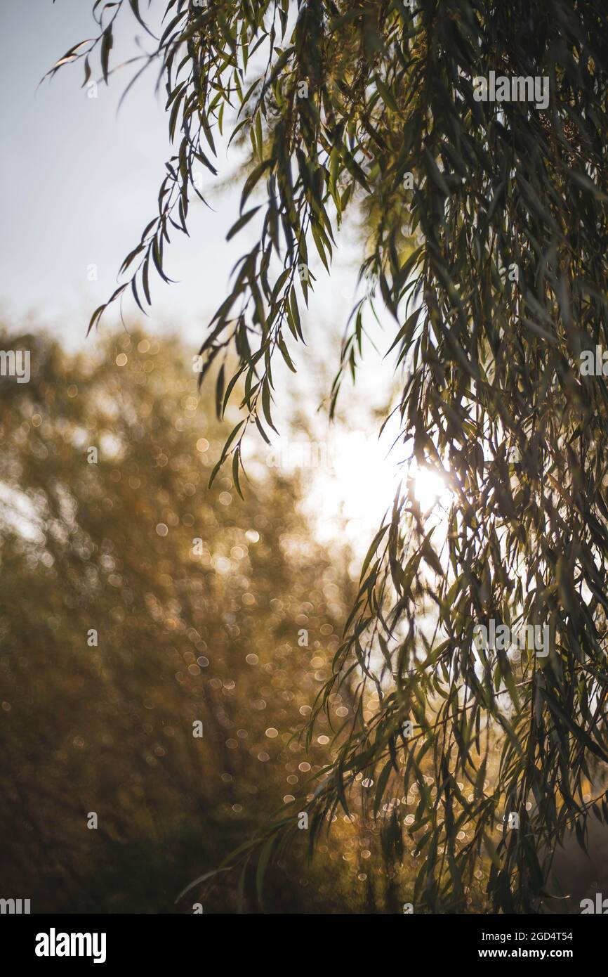 Early Autumn morning in forest Stock Photo - Alamy