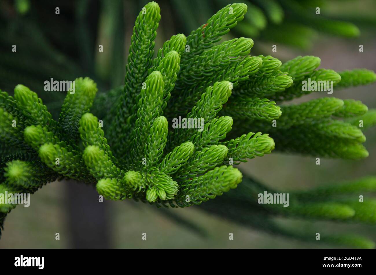 Conifer Leaves Identification