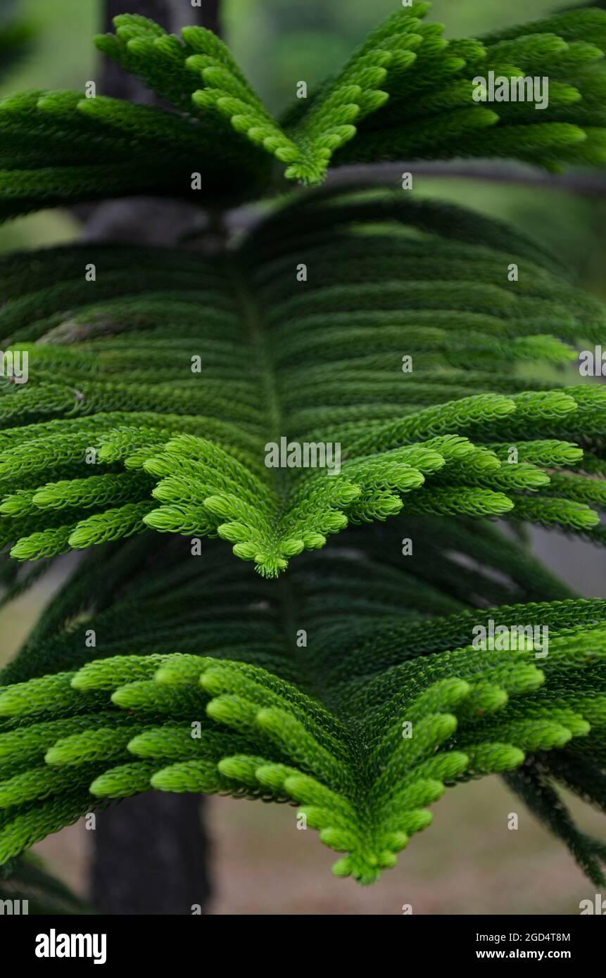 Close-up of pine leaves. Pine trees are beautiful evergreen conifer ...