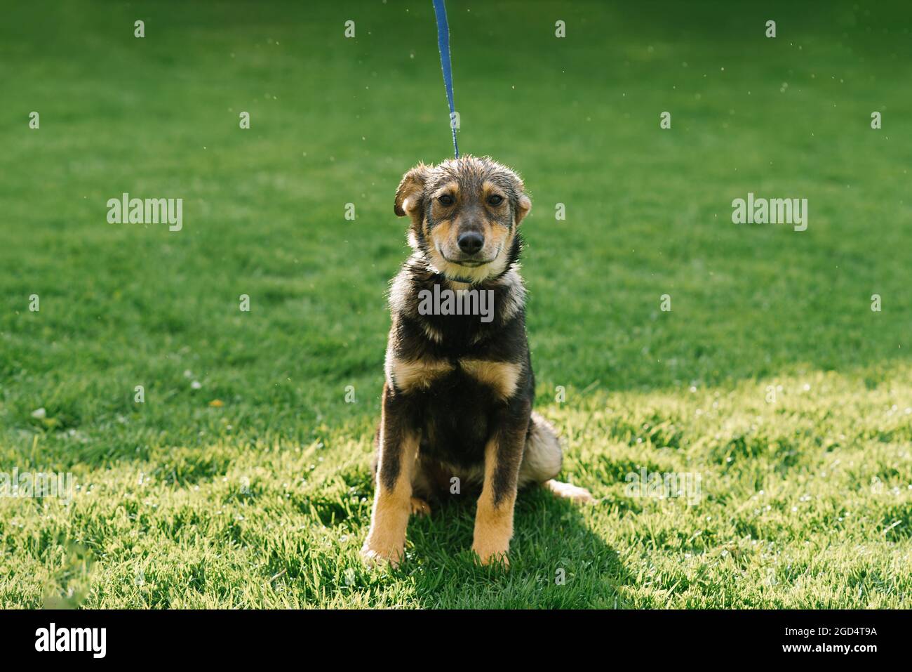 A sad mixed breed dog looks sad after the rain and is looking for ...