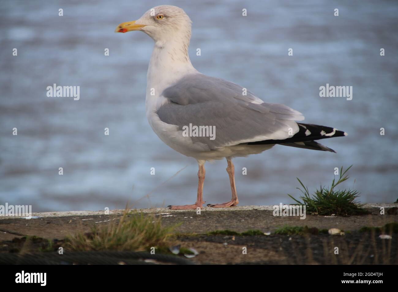 Seagull on a River Mersey quay wall Stock Photo - Alamy