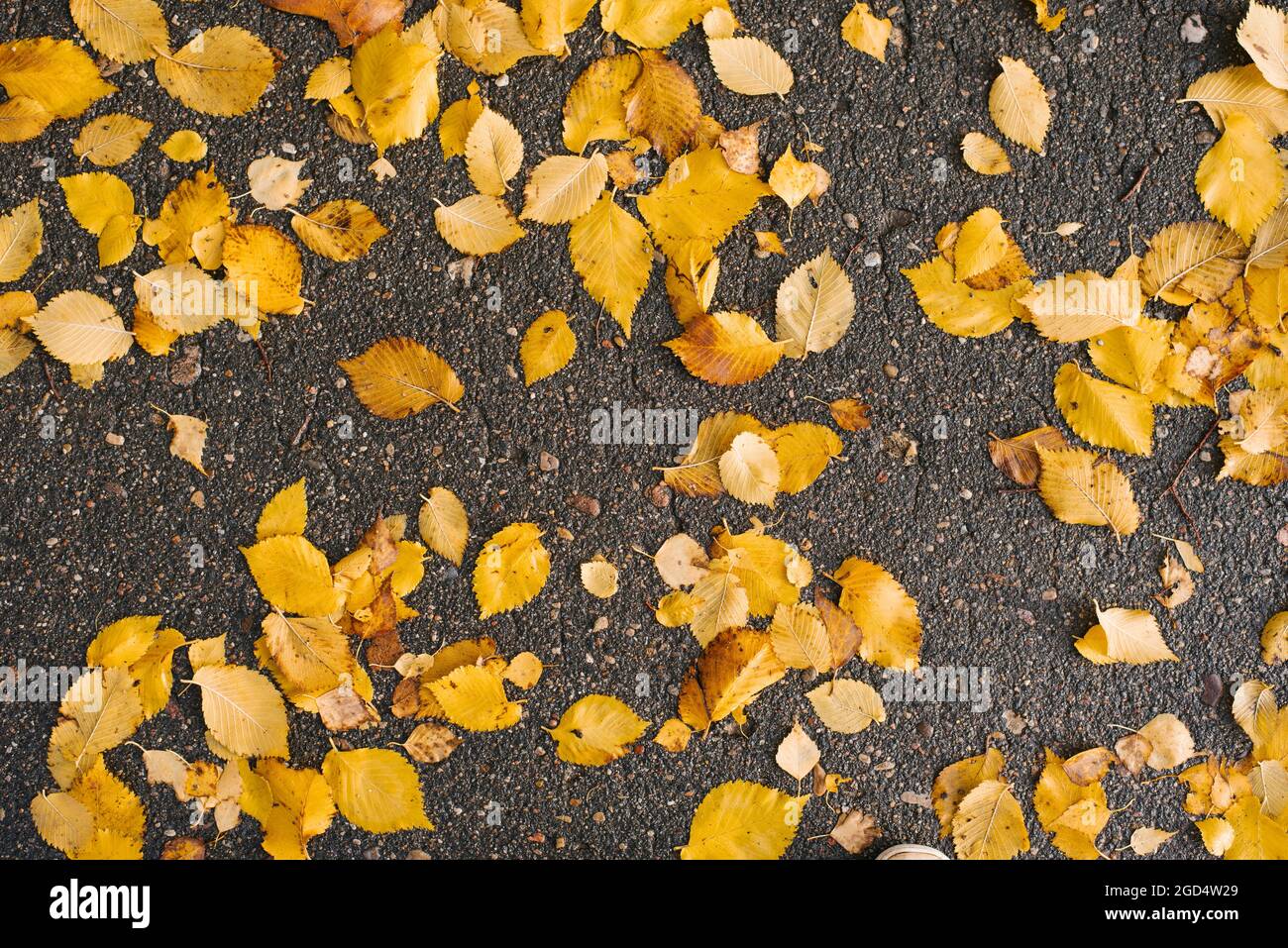 Natural autumn background. Fallen autumn yellow leaves on the asphalt ...