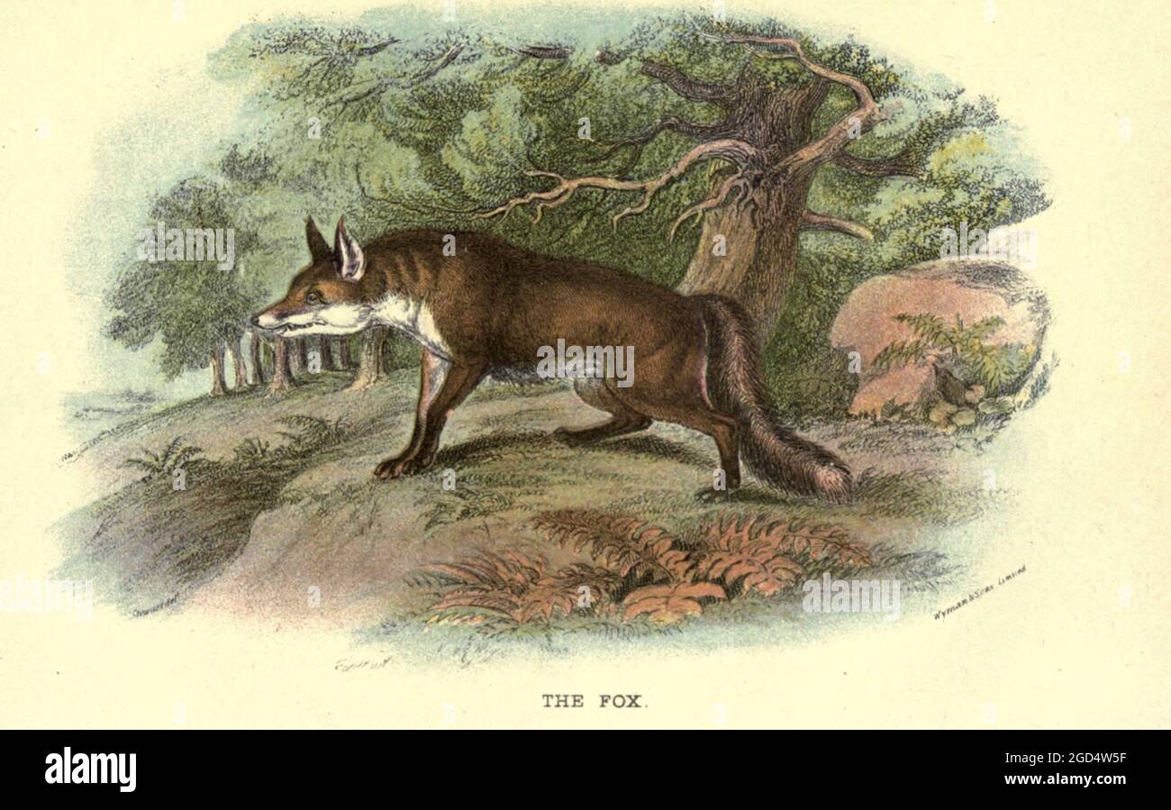 Canis vulpes hi-res stock photography and images - Alamy