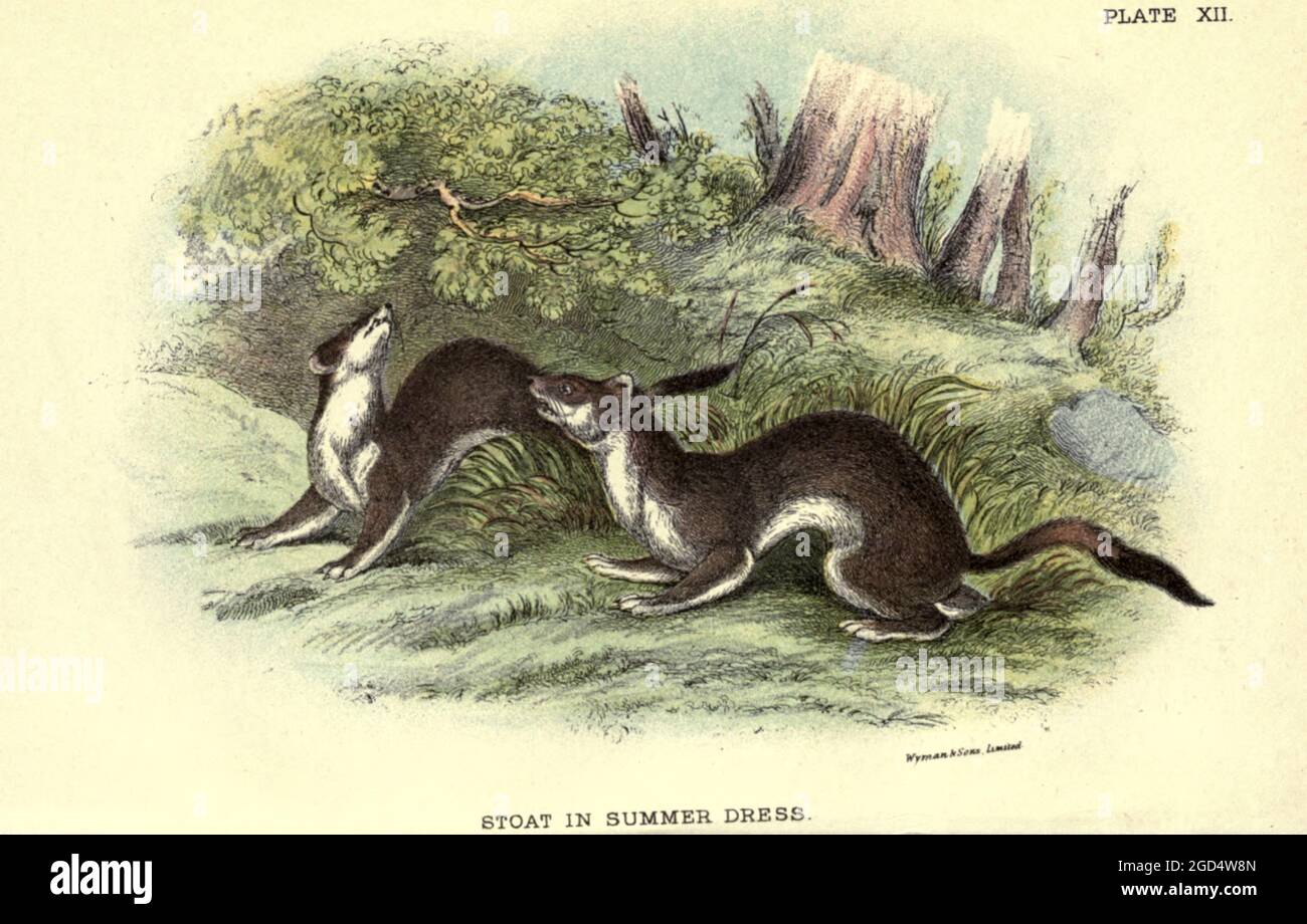 Short tailed weasels hi-res stock photography and images - Alamy