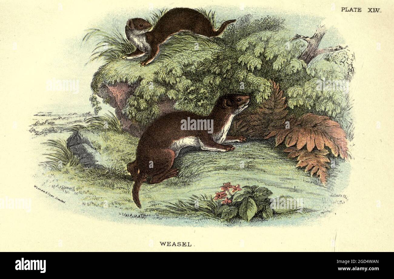 Weasel weasel family hi-res stock photography and images - Alamy