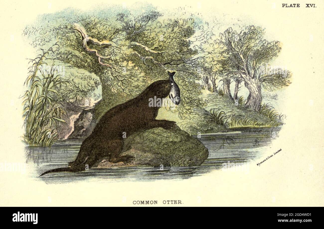 Member of the weasel family native of asia hi-res stock photography and ...