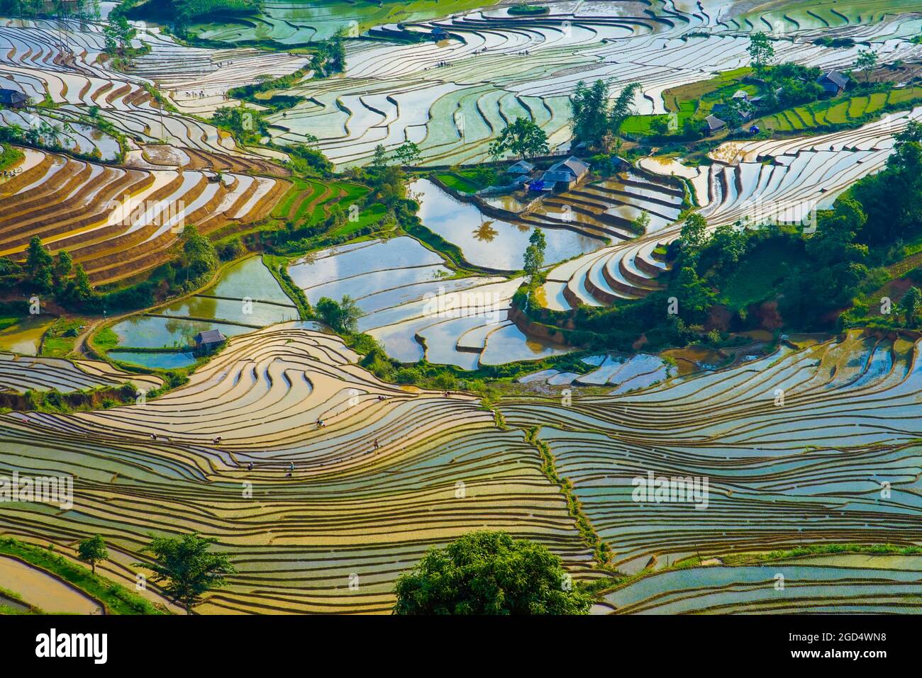 Nice rice terrace in Lao Cai province northern Vietnam Stock Photo - Alamy