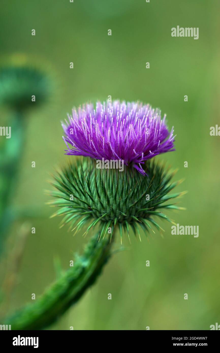 Selective focus thistle hi-res stock photography and images - Alamy