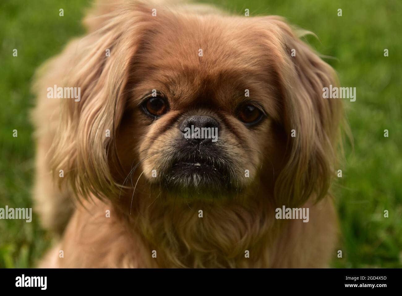 Direct look into the sweet face of a cute pekingese dog Stock Photo - Alamy