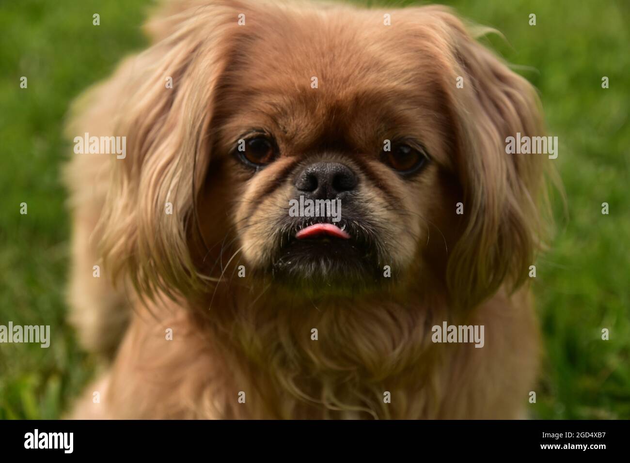 Are Pekingese Aggressive