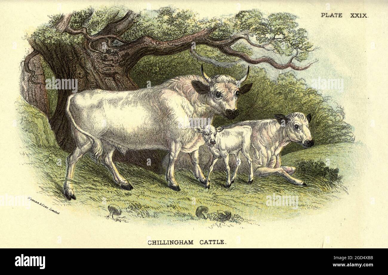 British cattle breed hi-res stock photography and images - Alamy