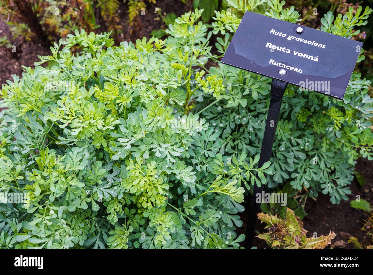 Common rue or herb of grace (Ruta graveolens) herbal plant in the ...