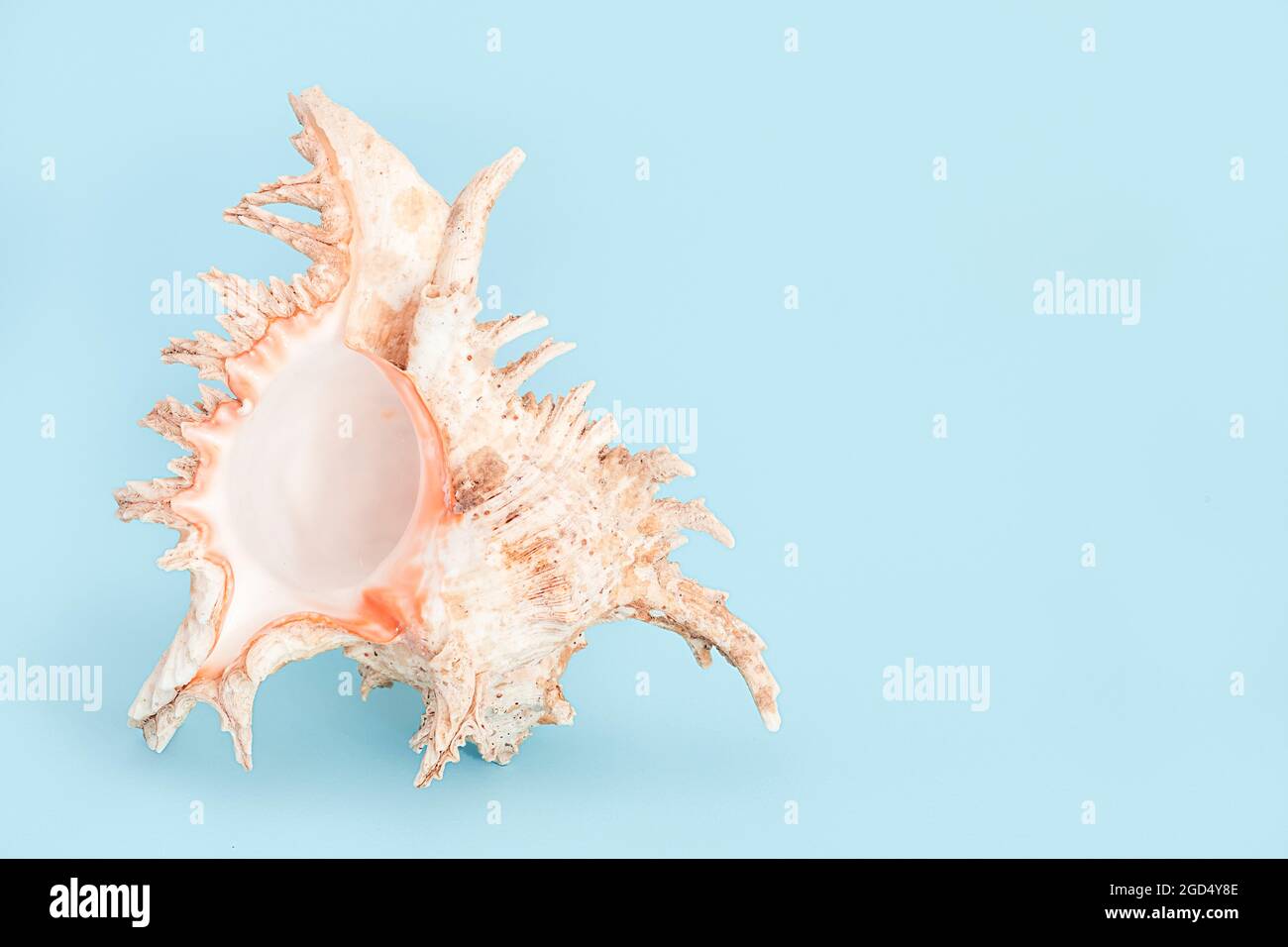 Single Large White seashell on blue background with copy space Stock ...