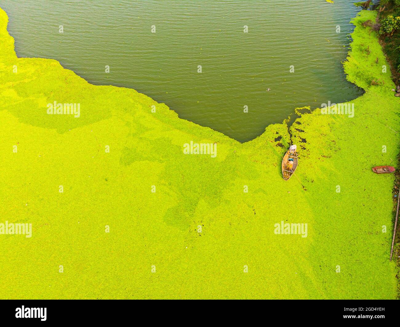 Nice lake with duckweed in Lao Cai province northern Vietnam Stock ...