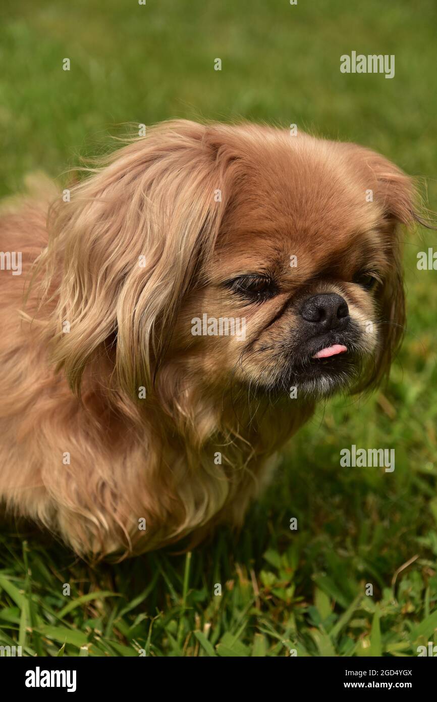Cute ginger pekingese dog with it's pink tongue just peaking out Stock ...