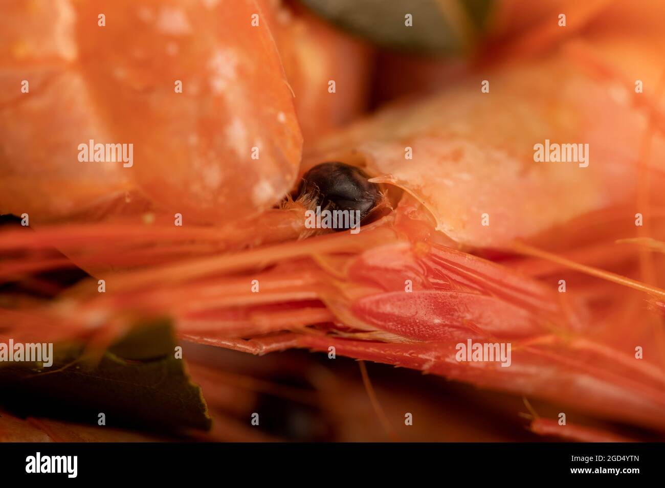 Atlantic shrimp cooked with allspice and bay leaf close-up, surface ...
