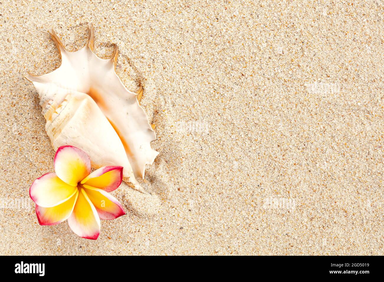 Single sea shell and pink and yellow frangipani flower on sand ...