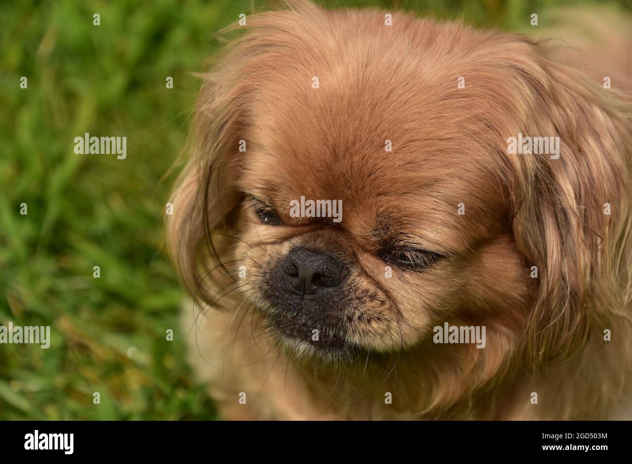Cute ginger pekingese dog with his nose scrunched up while playing ...