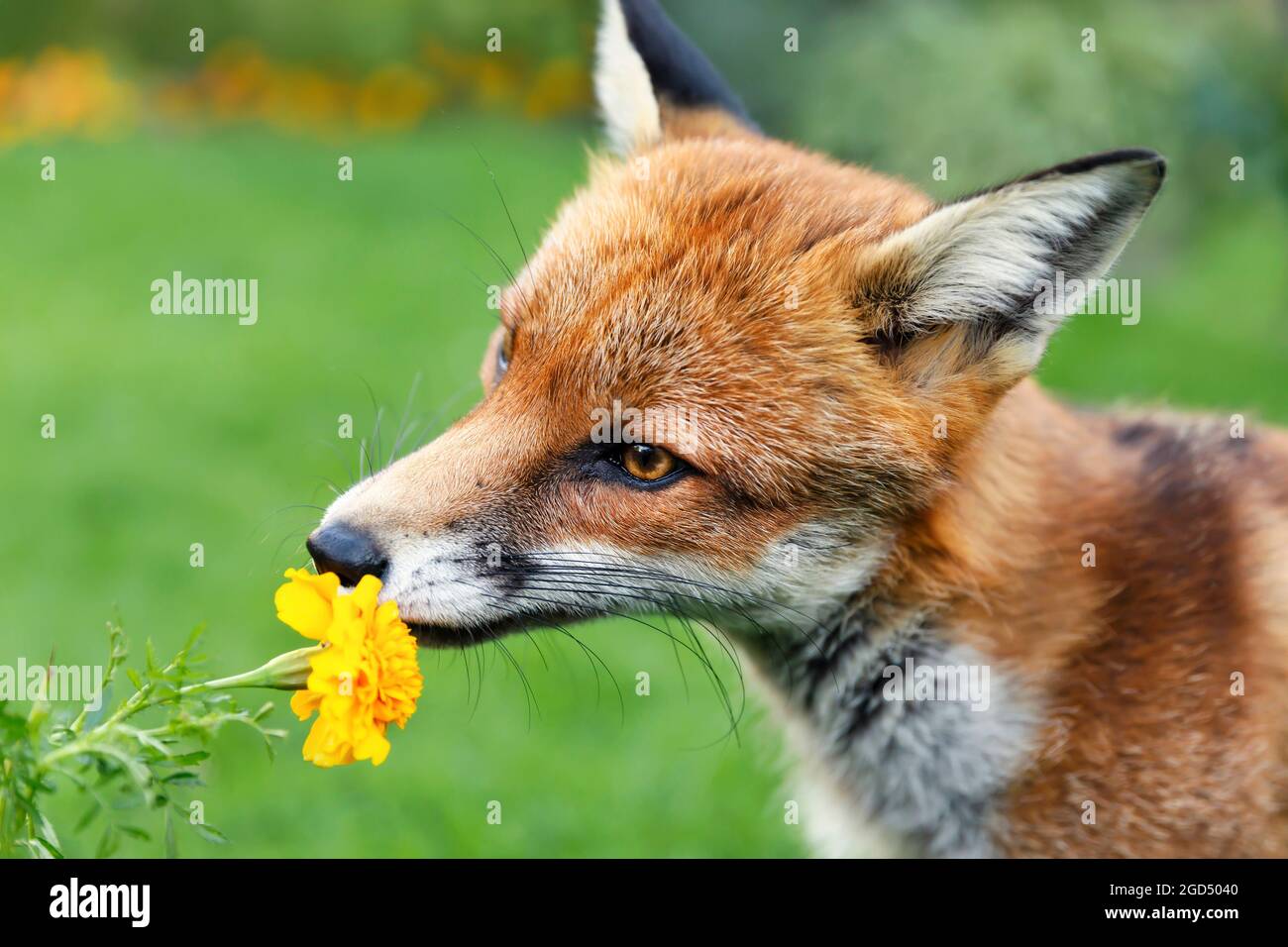Close up of a red fox (Vulpes vulpes) sniffing a marigold flower in ...