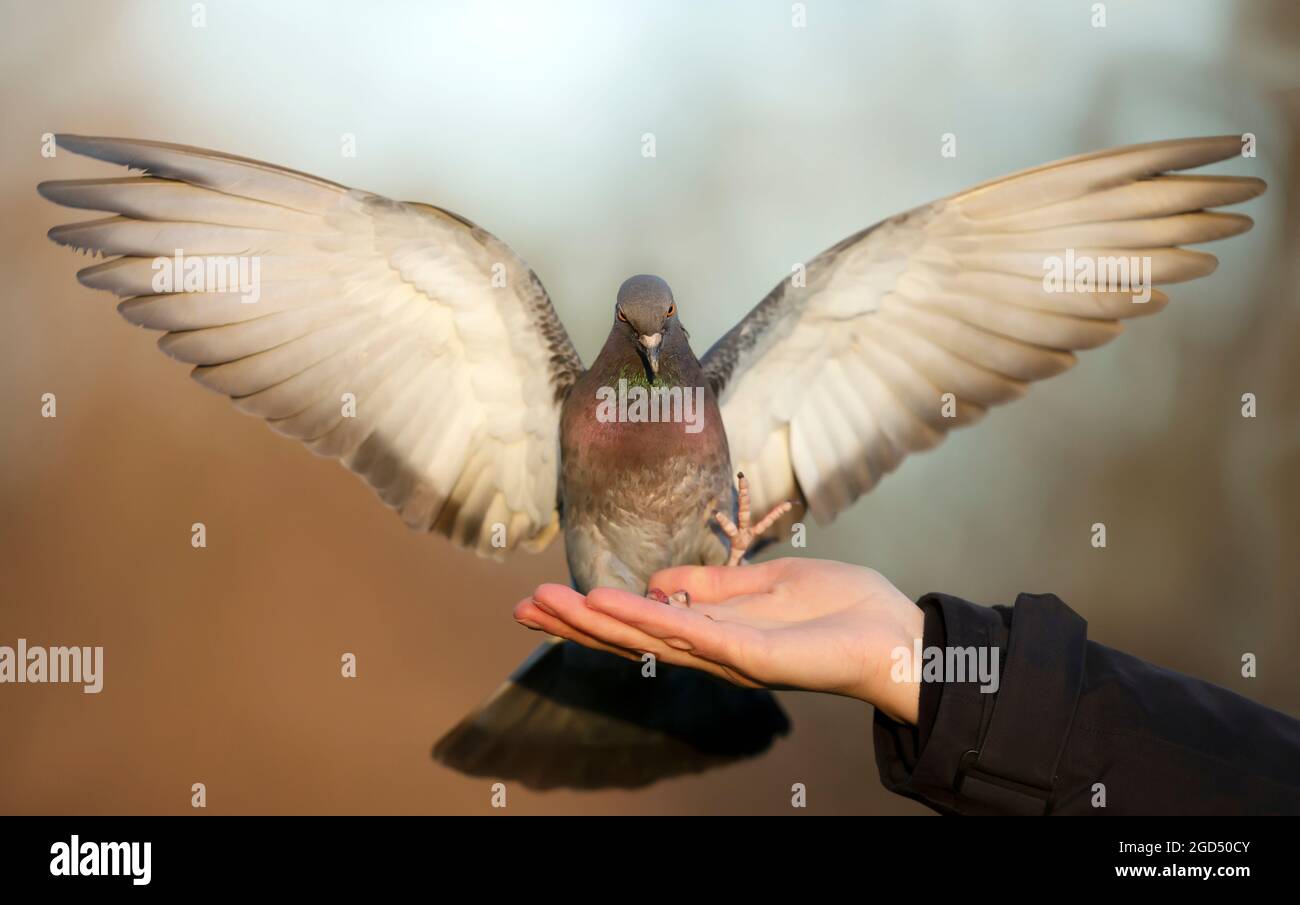 Pigeon landing hi-res stock photography and images - Alamy