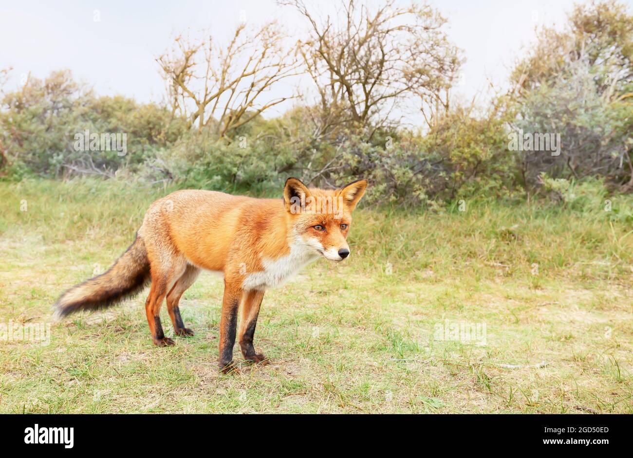 Close up of a Red fox (Vulpes vulpes) in its natural habitat Stock Photo - Alamy