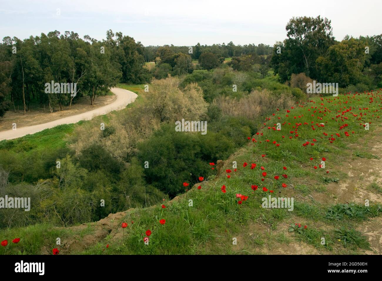 Beeri Forest is a National forest and nature Reserve in the western ...