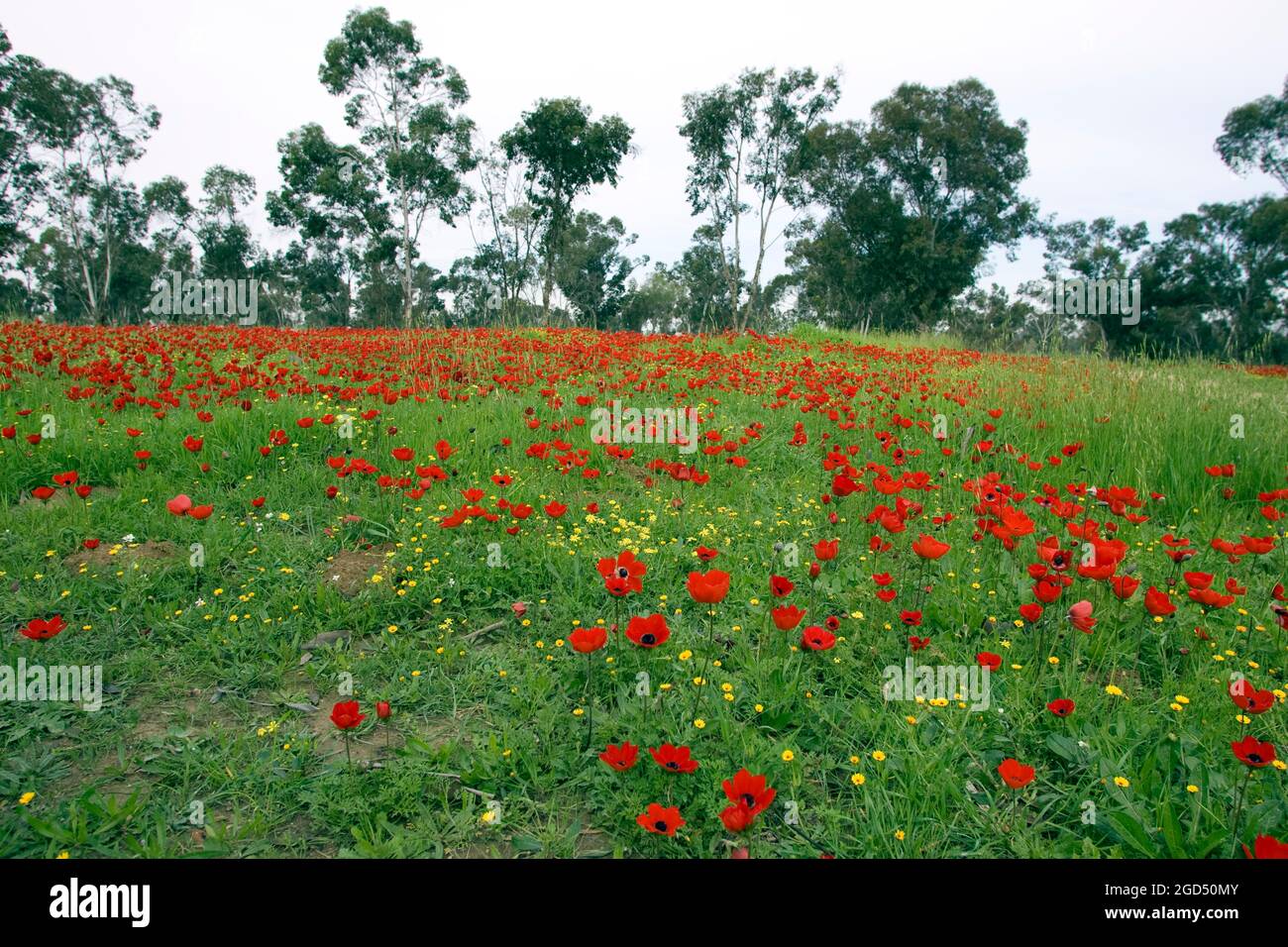 Beeri Forest is a National forest and nature Reserve in the western ...