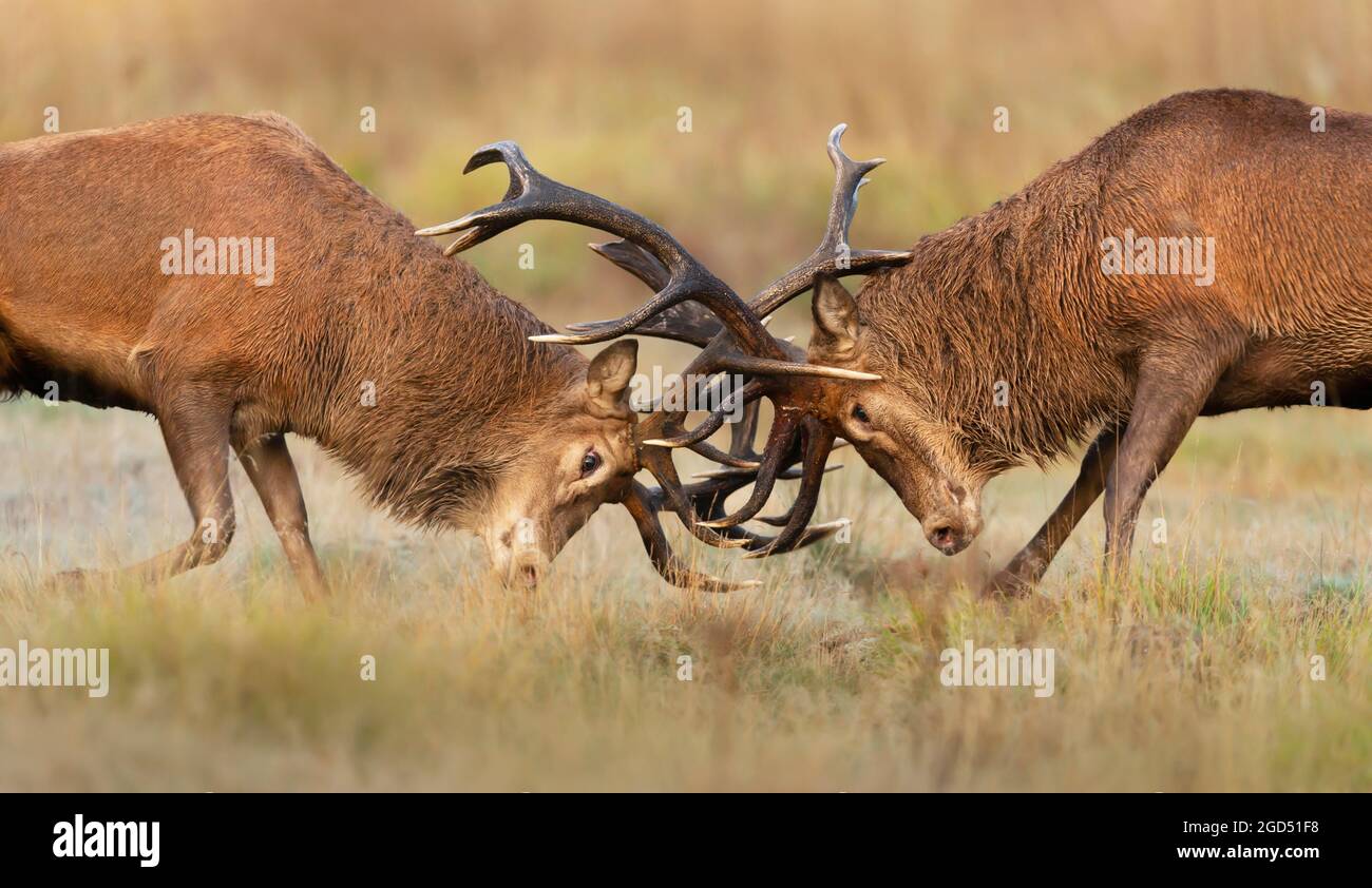 Antler clash hi-res stock photography and images - Alamy