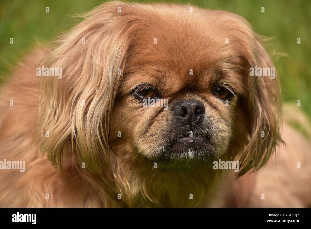 Cute ginger pekingese dog hi-res stock photography and images - Alamy