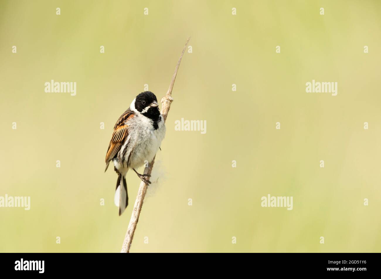Common reed bunting perched on a reed in Rainham marshes nature reserve ...
