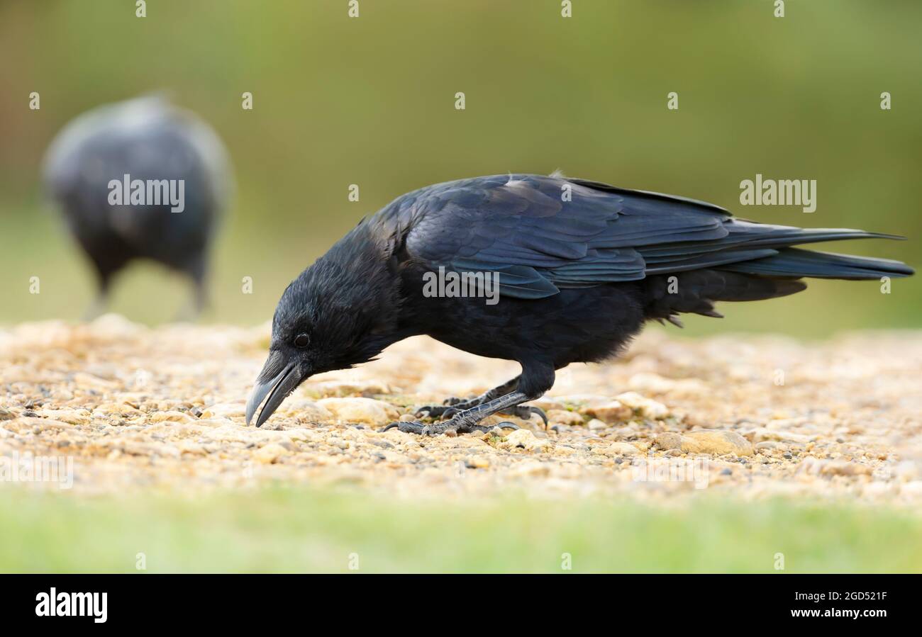Crow eating hi-res stock photography and images - Alamy