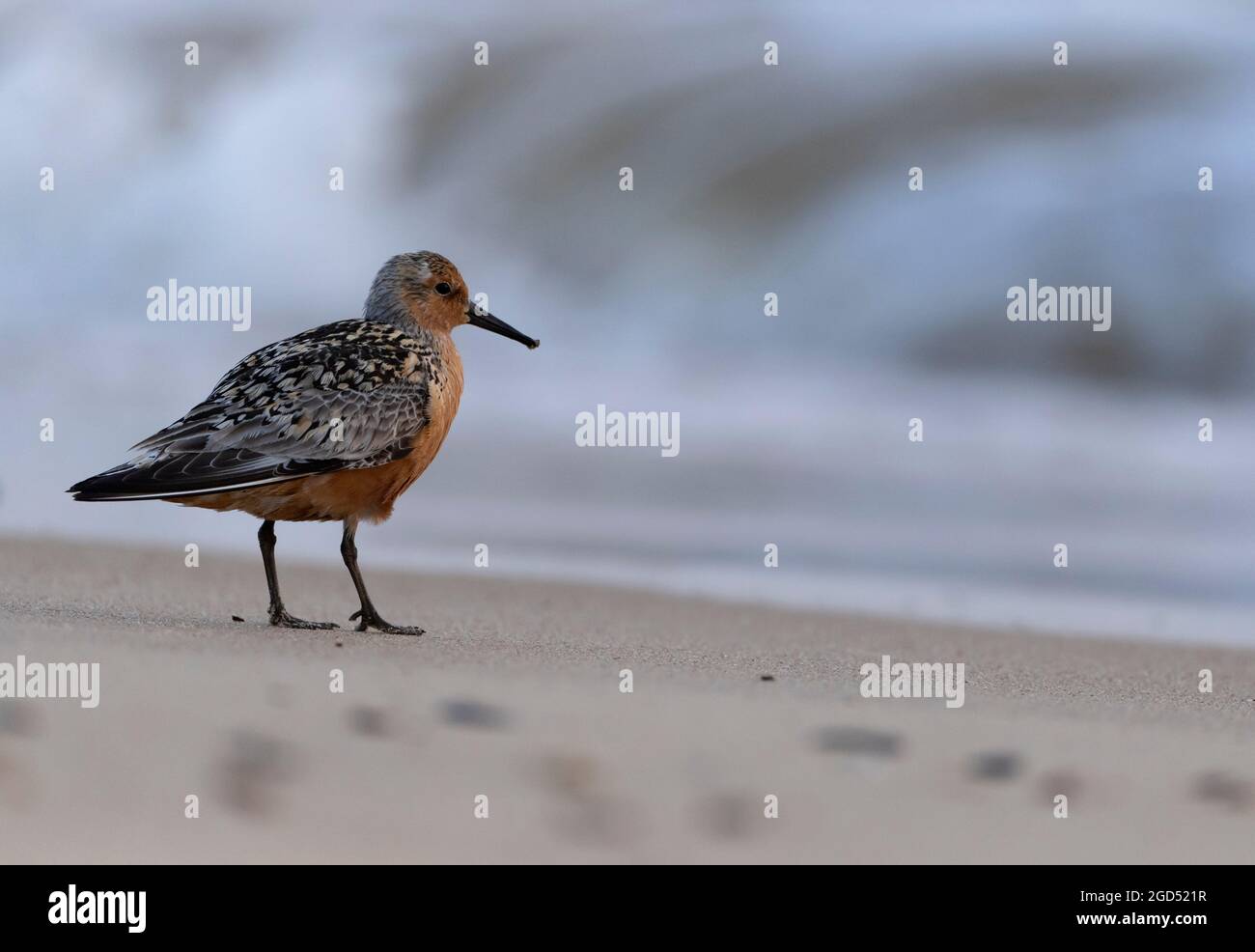 Red knots uk hi-res stock photography and images - Alamy