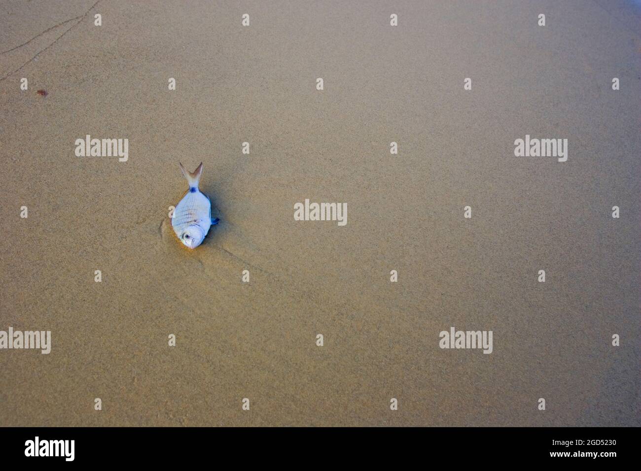 A dead fish washed up on the beach. Photographed on the Mediterranean ...