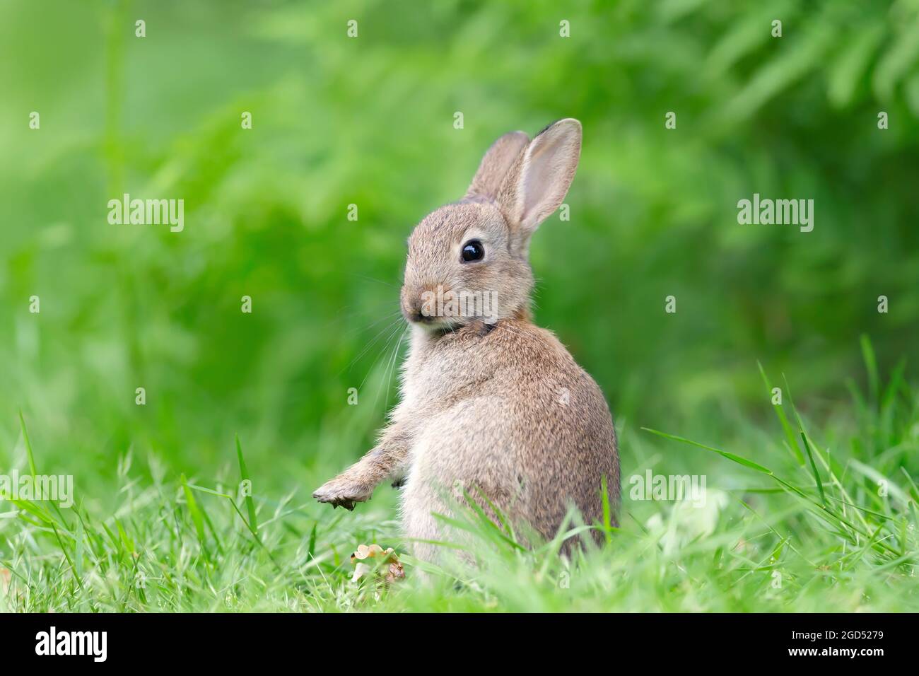Wild Rabbit (Oryctolagus cuniculus) standing on its hind legs in a ...