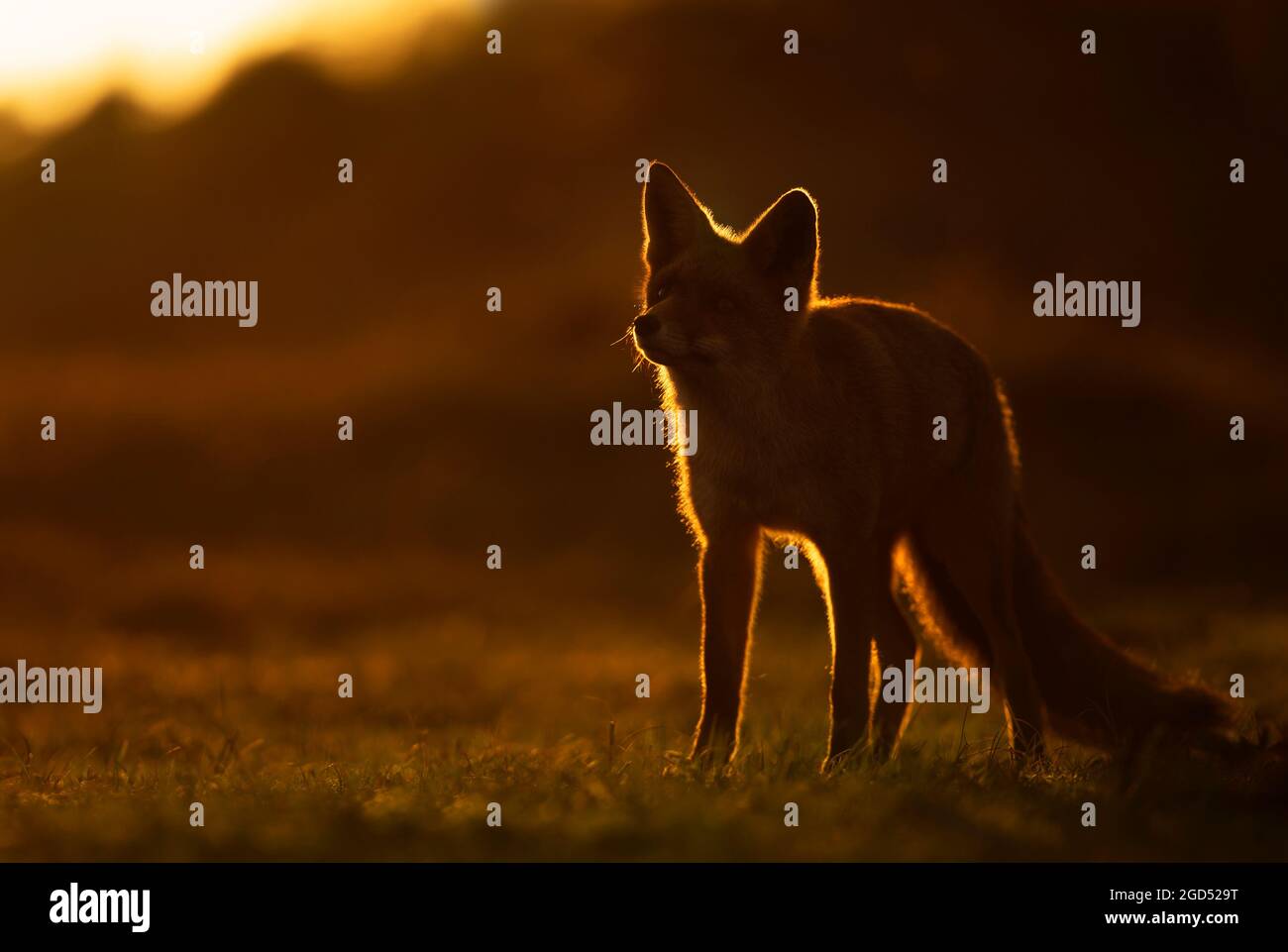 Fox silhouette hi-res stock photography and images - Alamy