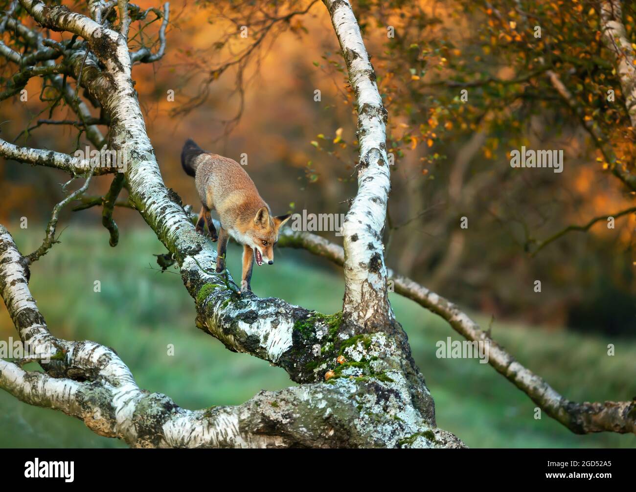 Close up of a red fox (Vulpes vulpes) in a tree Stock Photo - Alamy