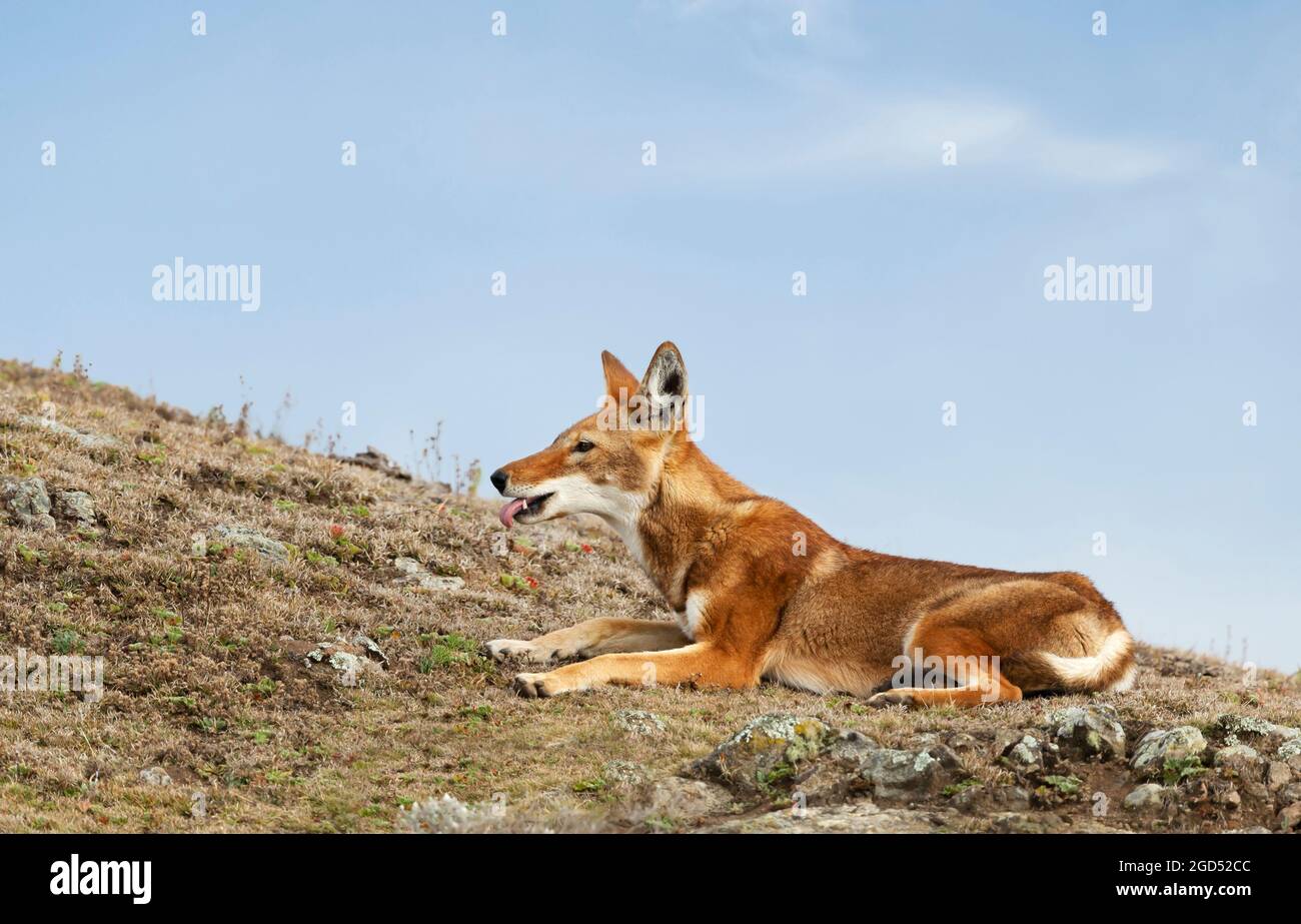 Close up of a rare and endangered Ethiopian wolf (Canis simensis) in ...