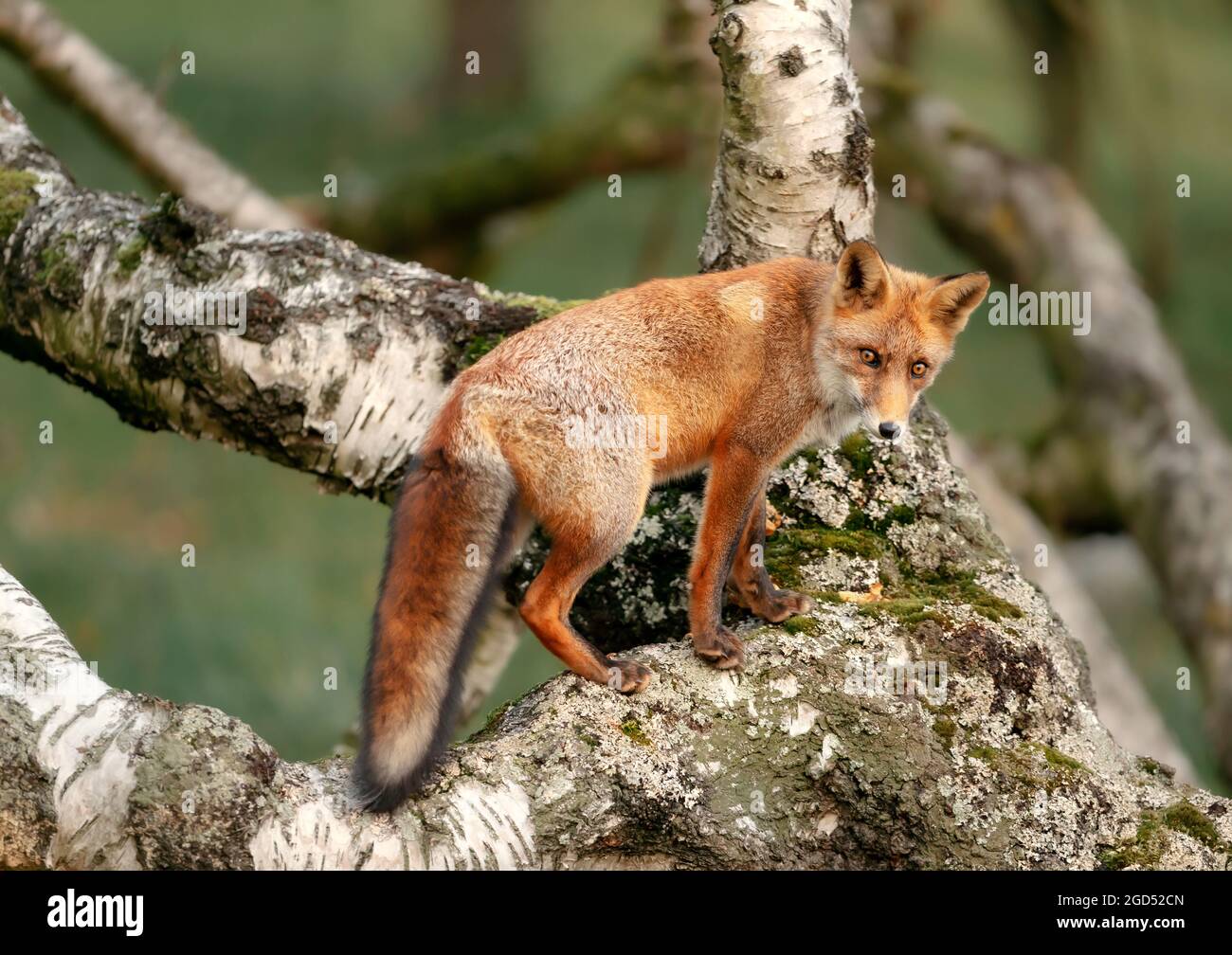 Red fox in tree hi-res stock photography and images - Alamy