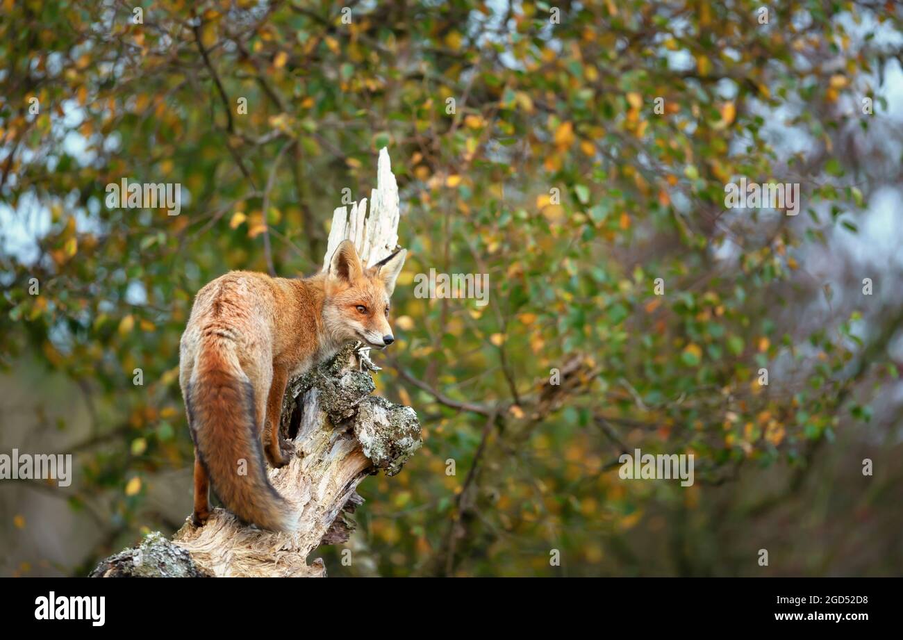 Red fox in tree hi-res stock photography and images - Alamy
