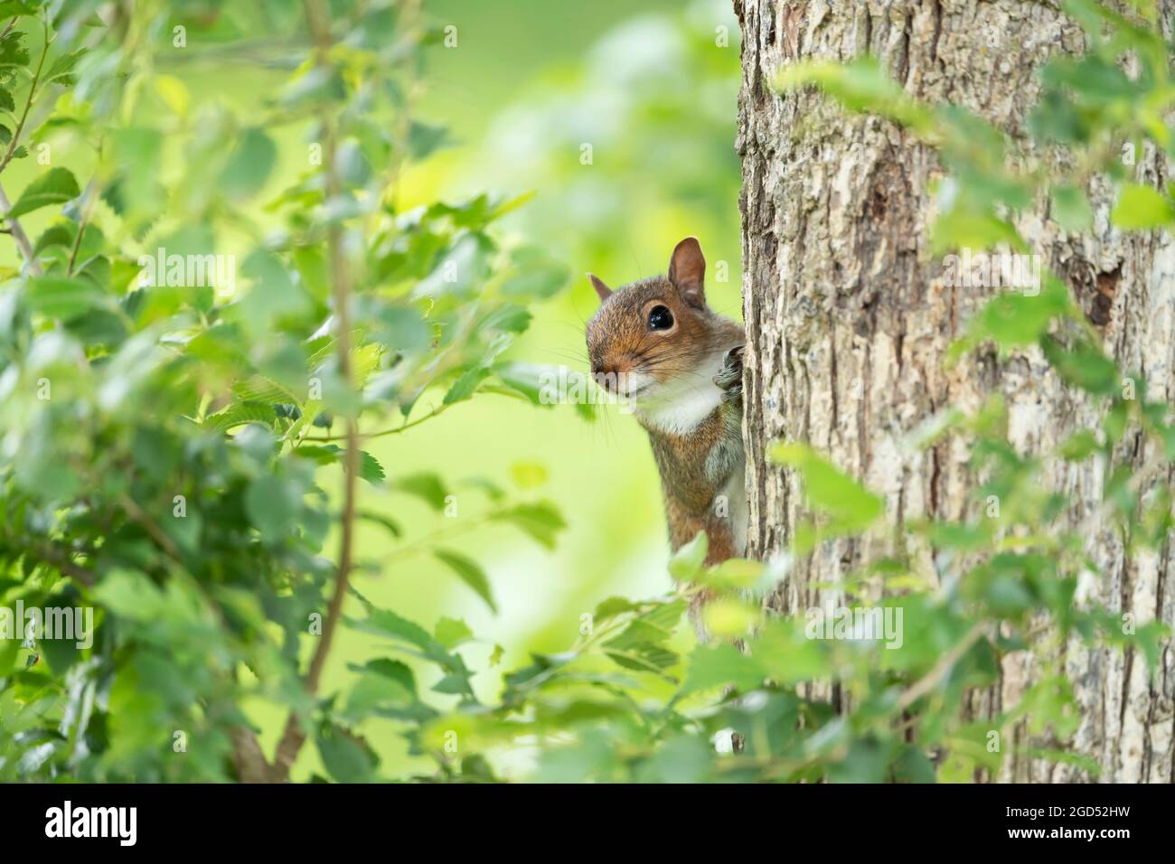 Squirrel tail behind a tree hi-res stock photography and images - Alamy