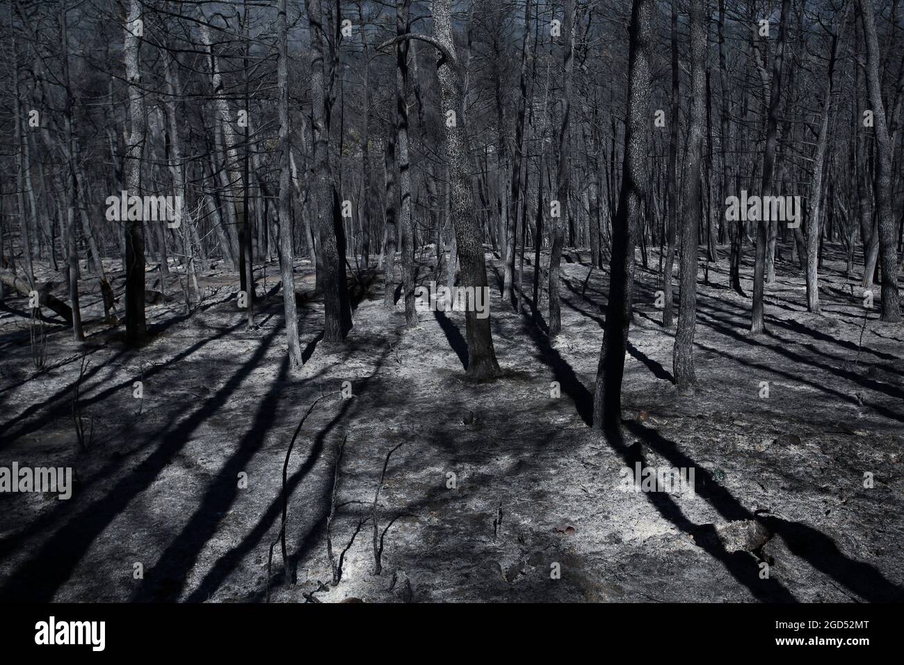 Greece - Parnitha, impressions of the fire damage on Mount Parnitha on ...