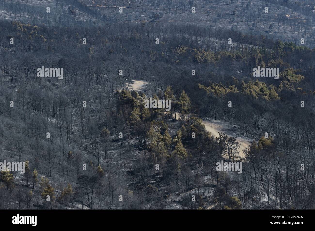 Greece - Parnitha, impressions of the fire damage on Mount Parnitha on ...