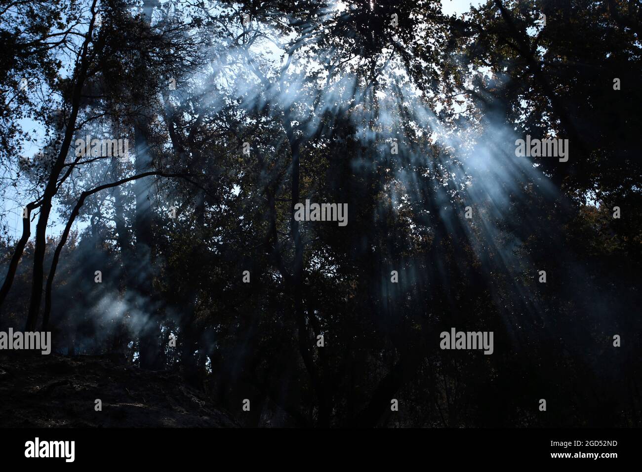 Greece - Parnitha, impressions of the fire damage on Mount Parnitha on ...